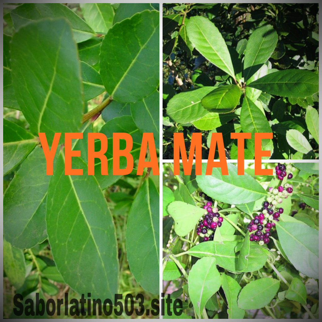 La Yerba Mate(Ilex Paraguariensis) Propiedades y Beneficios » 《2023》