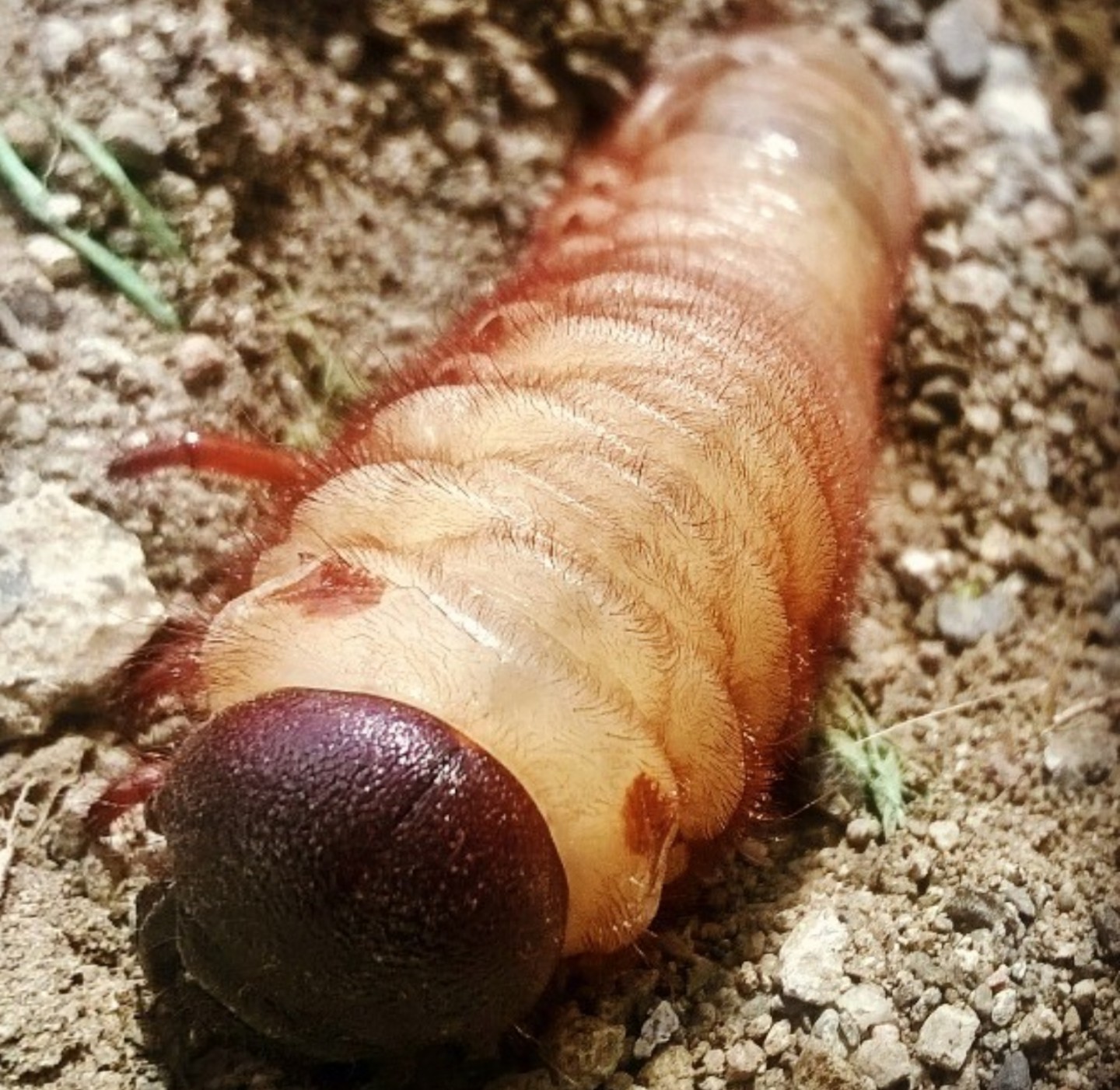 → RECETA《 Receta Gusano Mojojoy o Chiza 》《2022》 ↑↑